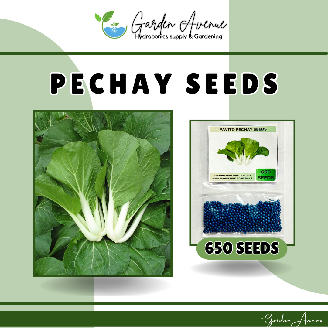 SULIT PACK! PECHAY PAVITO SEEDS (650 SEEDS) - HYBRID/EASY TO GROW ...