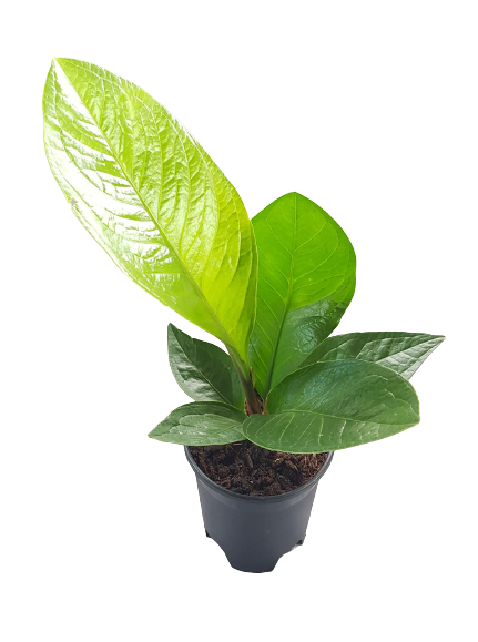 Anthurium Jenmanii CardBoard Healthy Live Plants (1 Pc) | Lazada PH