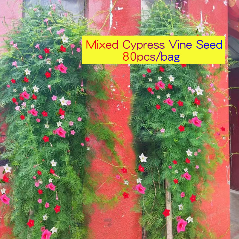 [Easy To Grow In Philippines] 80pcs Rare Colorful Cypress Vine Seeds ...