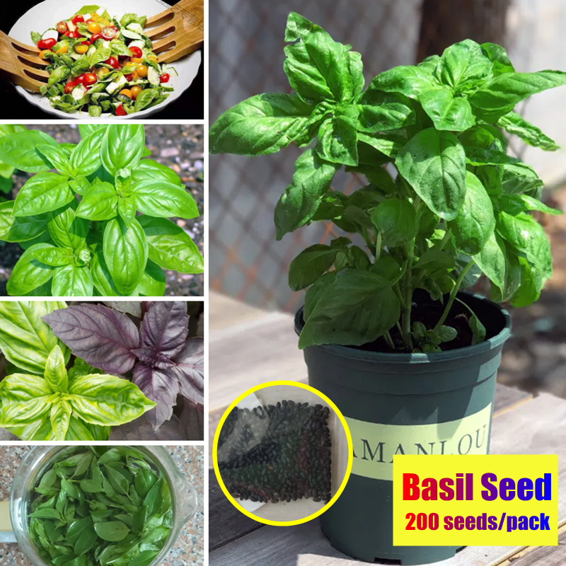 [Fast Shipping] Sweet Basil Seeds for Planting (200 Seeds/pack) Basil ...