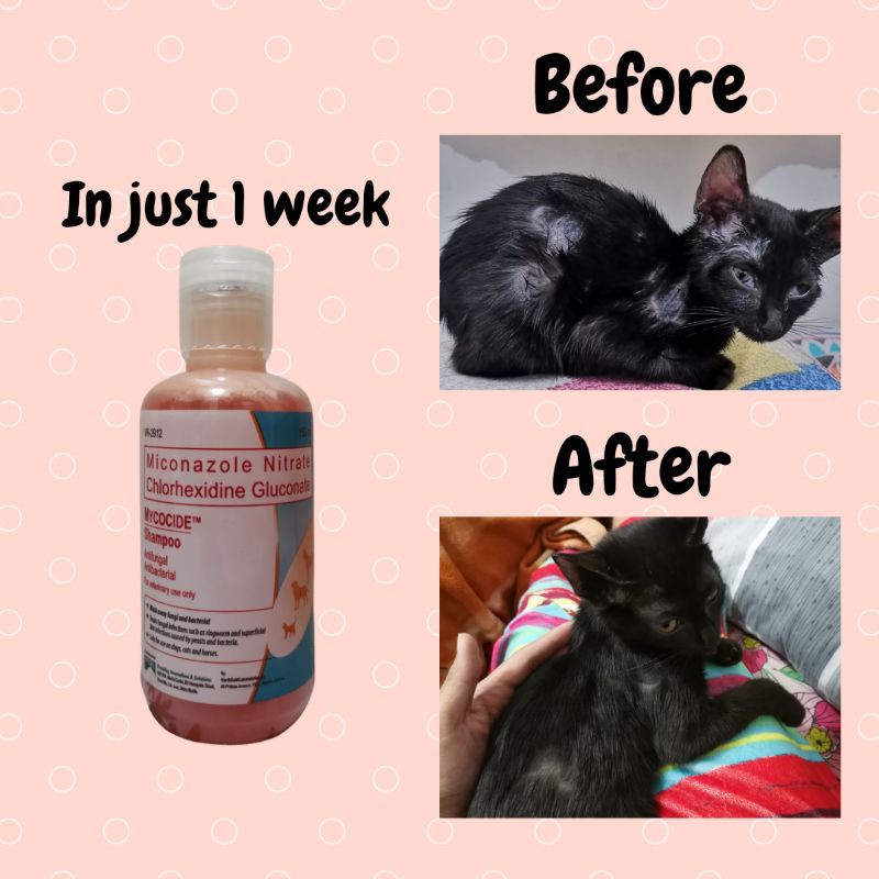 Mycocide Antifungal Shampoo 150ml ORIGINAL | Lazada PH