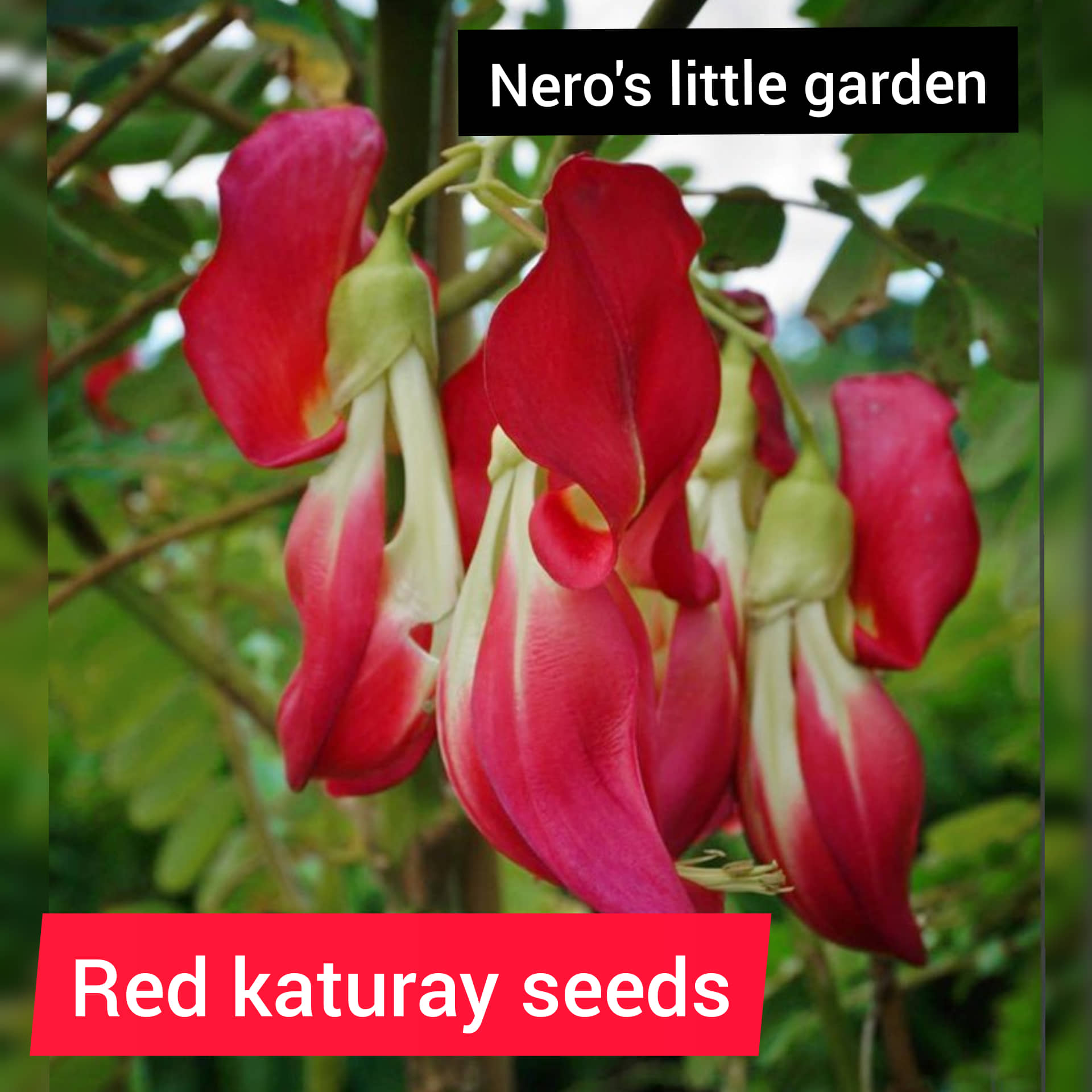 Nero's Red Katuray Seeds ( 15 seeds per pack) | Lazada PH
