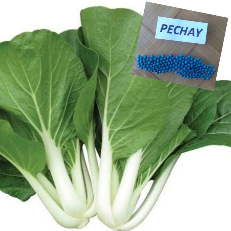Pechay Seeds Vegetable Seeds | Lazada PH