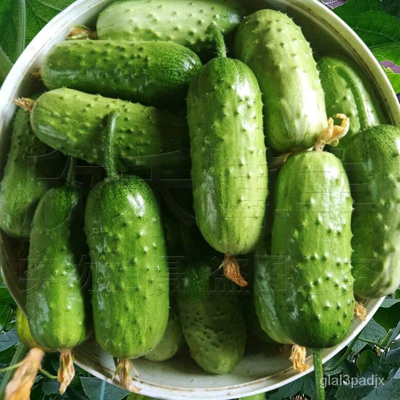 50pcs Mini Fruit Cucumber Seed cucumber | Lazada PH