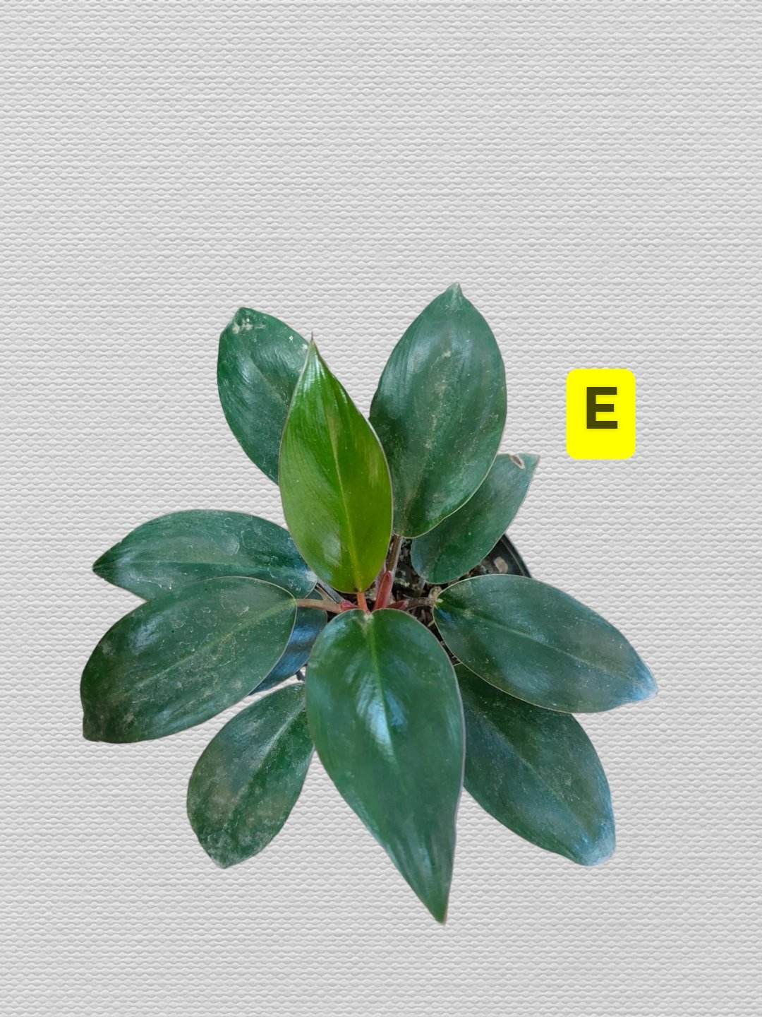 Dwarf Red Congo | Lazada PH