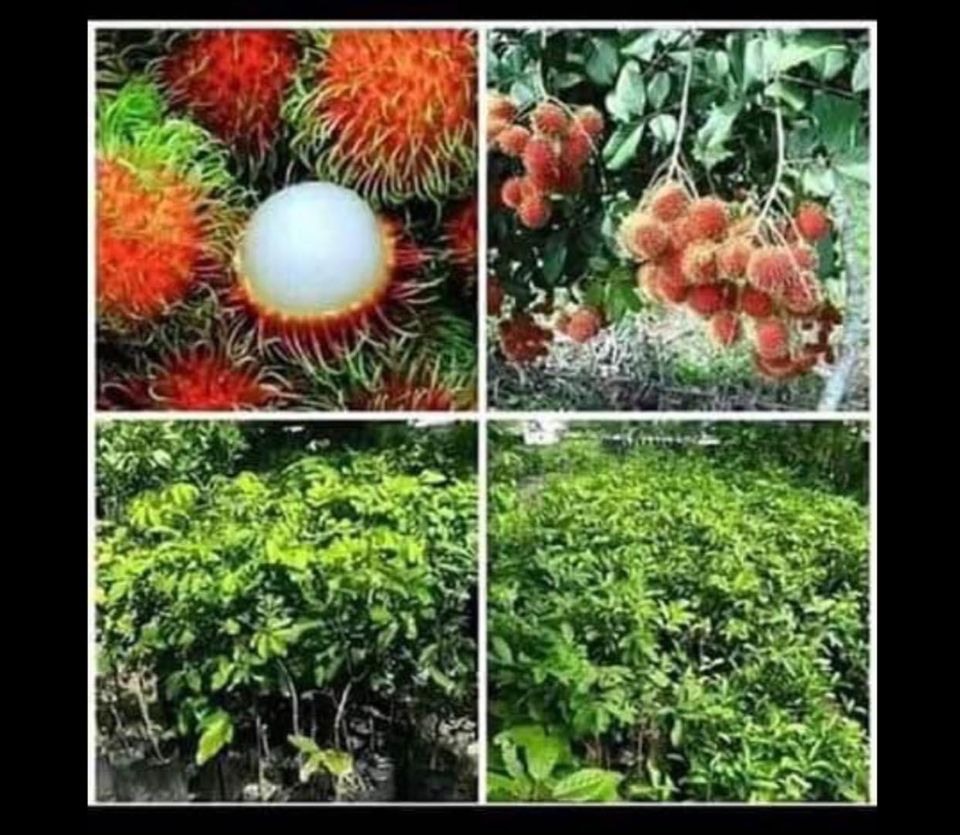 Rambutan Tree (Live Plant) with FREE plastic pot, and garden soil ...