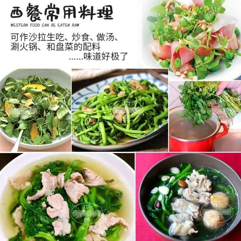 Watercress Watercress Seeds Four Seasons Potted Children's Vegetable ...