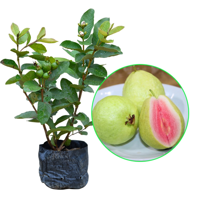 Ready Stock In Philippines Good Quality Guava Seeds for Planting Sweet ...