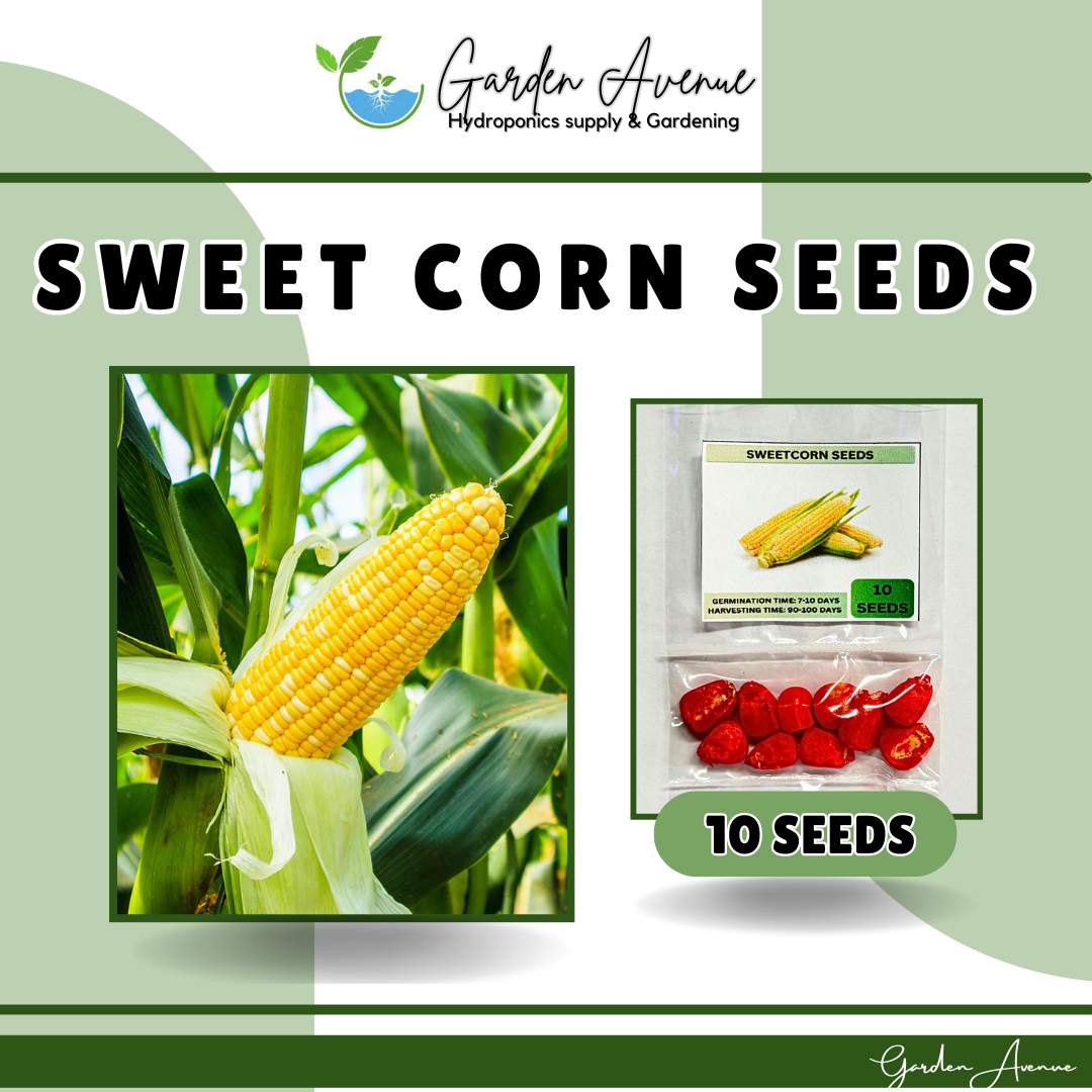 SULIT PACK! (10 seeds) SUPER SWEET CORN SEEDS - High Yield / Easy to ...