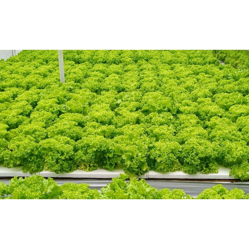 HRH GARDEN Evelyn Lettuce Lollo Bionda 500 Repacked seeds | Lazada PH