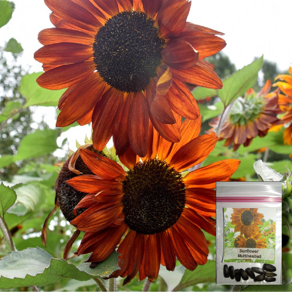 20 Seeds RARE Sunflower Seeds Multi-Headed | Lazada PH