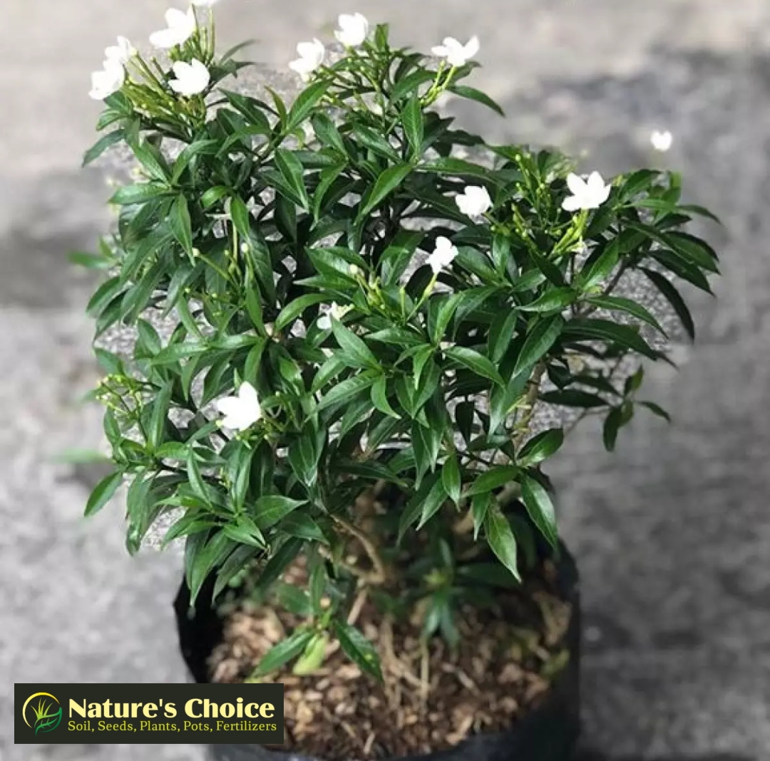 Dwarf Pandakaki with FREE garden soil, plastic pot and marble chip ...