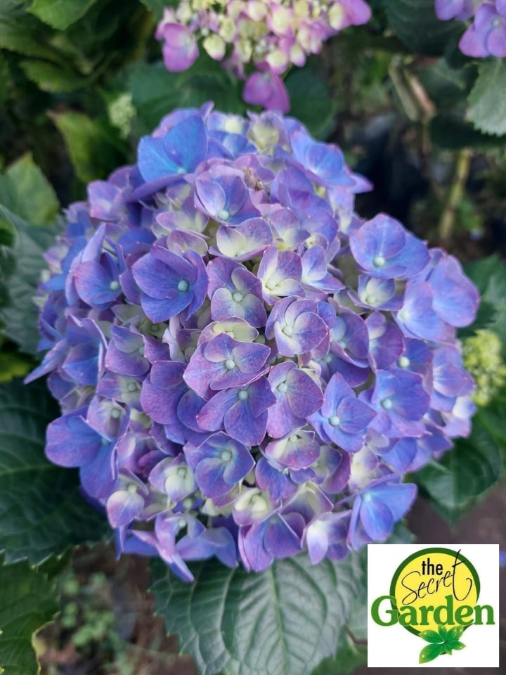 Milflores or Hydrangea Macrophylla (Blue Flower) with FREE plastic pot ...