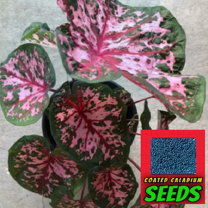 50 Seeds (buy 2 get 1 free) Highquality Caladium Gypsy Rose Cld Very ...
