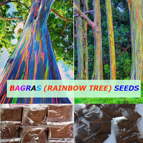 BAGRAS NATIVE TREE RAINBOW TREE RAINBOW EUCALYPTUS TREE SEEDS RAINBOW ...