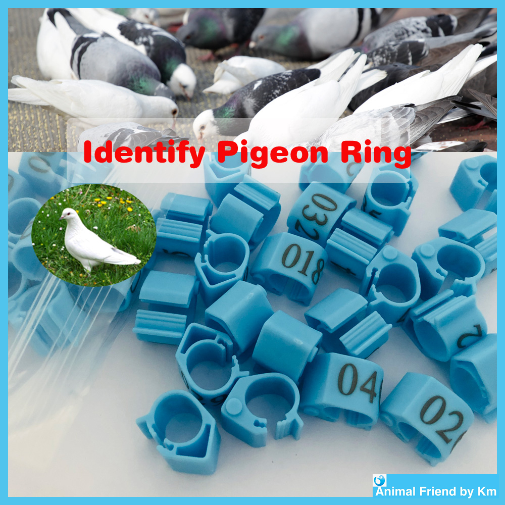 10Pcs 20Pcs Pigeon oval ring Blue Pigeon foot ring Adjustable Dove clip ...