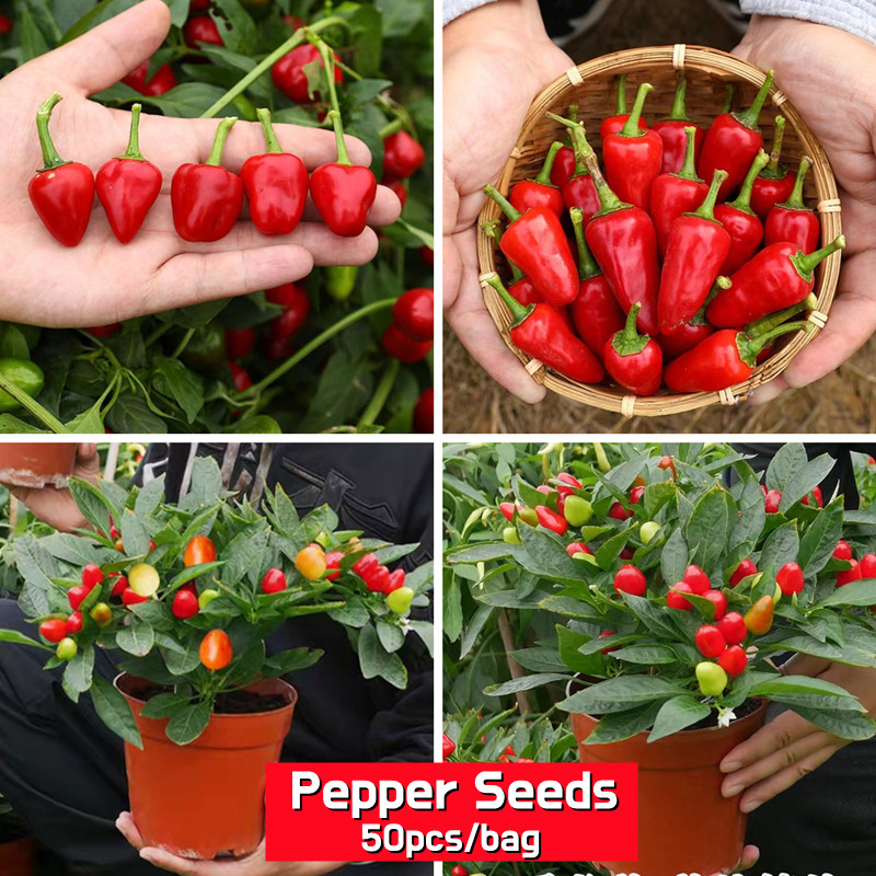 50pcs Rare Pepper Seeds for Planting Easy Grow Vegetables Seeds ...