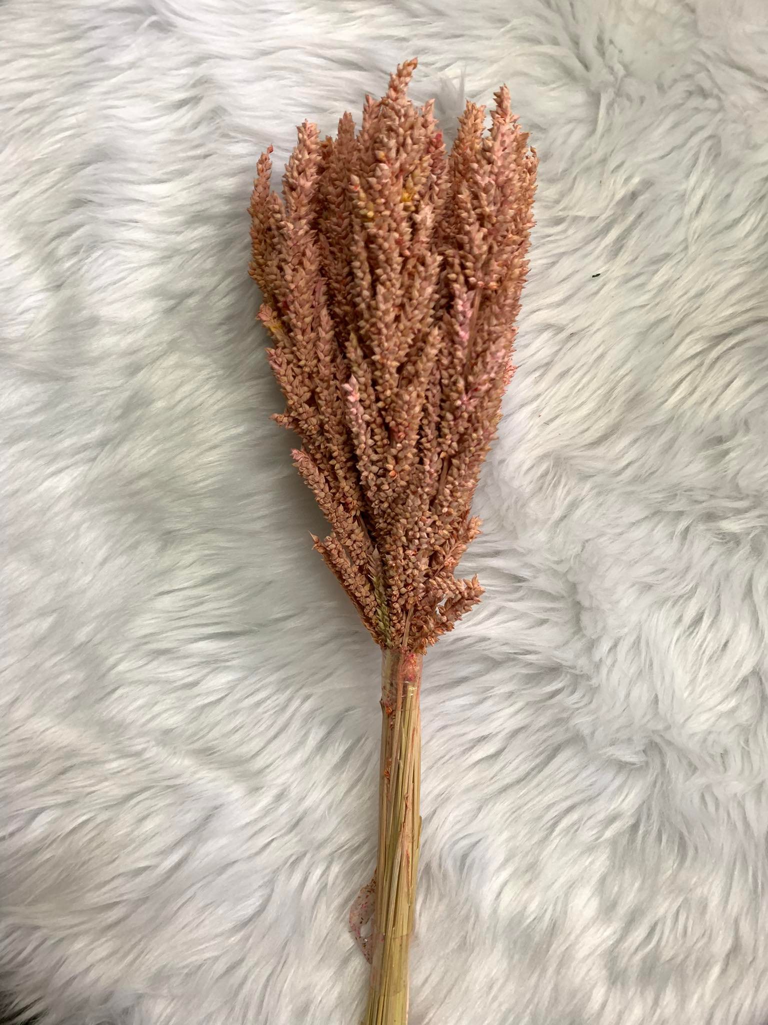 1 Bunch Dried Trigo (Local Dried Flower) | Dried Flowers | Dried ...