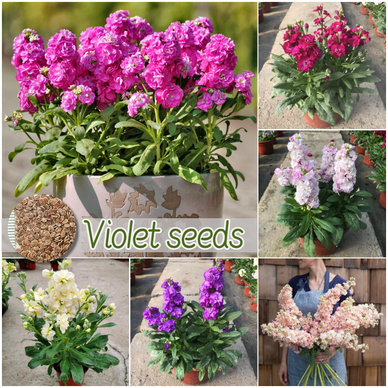[Easy to grow in Philippines] Mixed Violet Seeds for Sale Flower Seeds ...