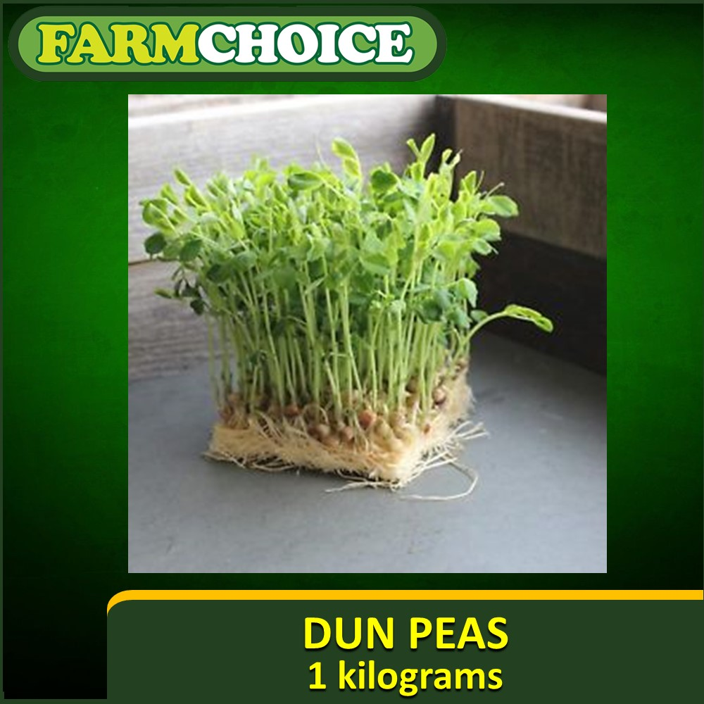 Dun Pea Seeds for sprouts and microgreens (1Kg) | Lazada PH
