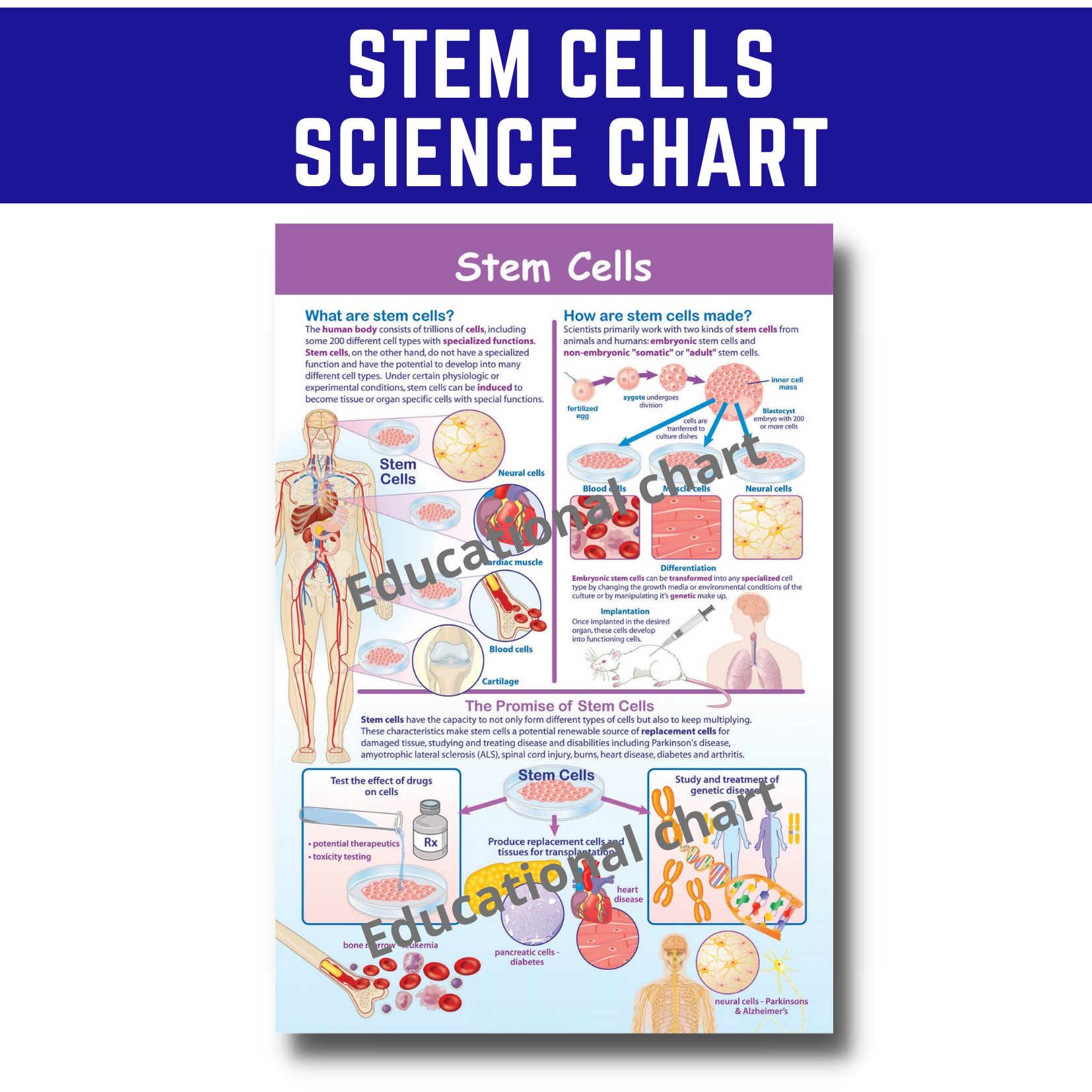 STEM CELLS POSTERS CHARTS I ALL ABOUT SCIENCE CHARTS, A4 Size Laminated ...