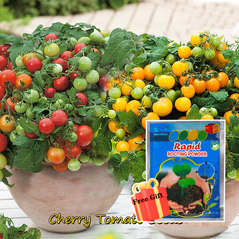 Dwarf Hybrid Variety Cherry Tomato Seeds for Planting Plants (50 Seeds ...