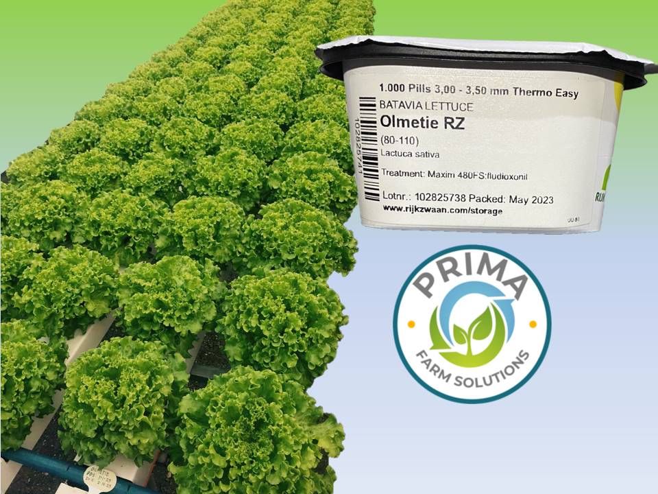 OLMETIE RZ, BATAVIA Lettuce 100 pelletized seeds | Lazada PH