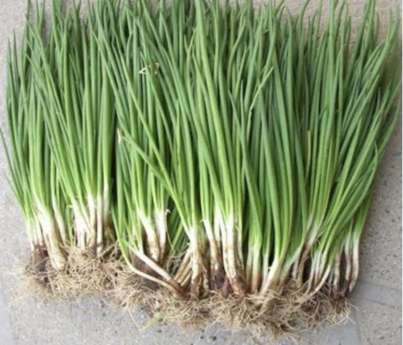 Vegetable Spring Onion Seeds Home garden (100 seeds) | Lazada PH