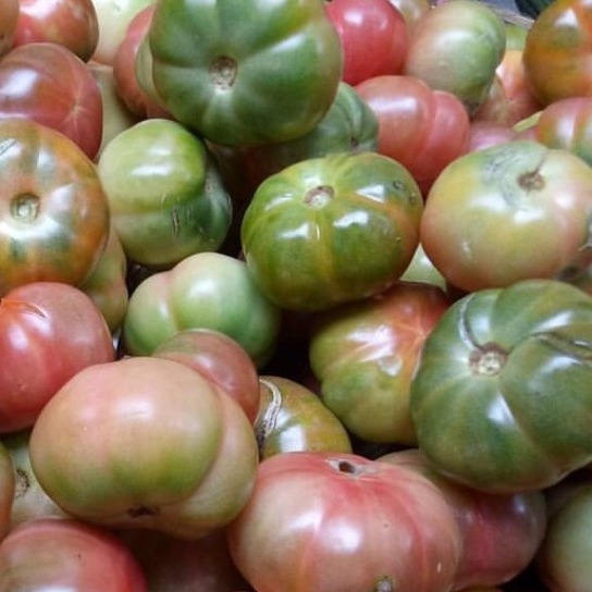 TAGALOG TOMATO / KINALABASA - (175 seeds) | Lazada PH