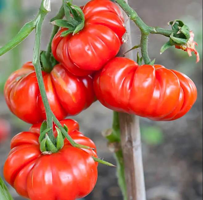 Beefsteak Tomato Heirloom Kamatis Vegetable Seeds ( 100 seeds ) - Basic ...