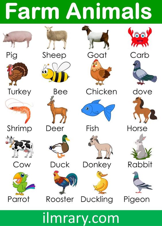 Farm Animals Laminated Educational Chart (A4) Mga Hayop sa Bukid Wall ...