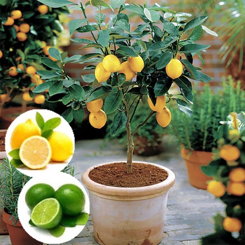 50 Seeds (buy 2 get 1 free) Lemon Meyer Yuzu Lemon Blood Lime Fruit ...