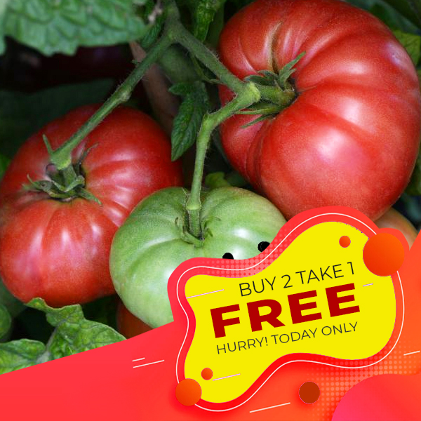 Native Kinalabasa Seeds - Native Tomato Seeds - Tagalog Kamatis Seeds ...