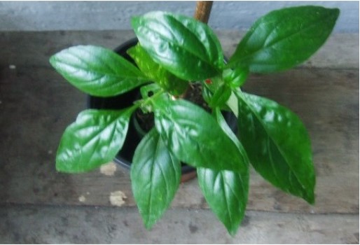 Serpentina Established Live Plant | Lazada PH
