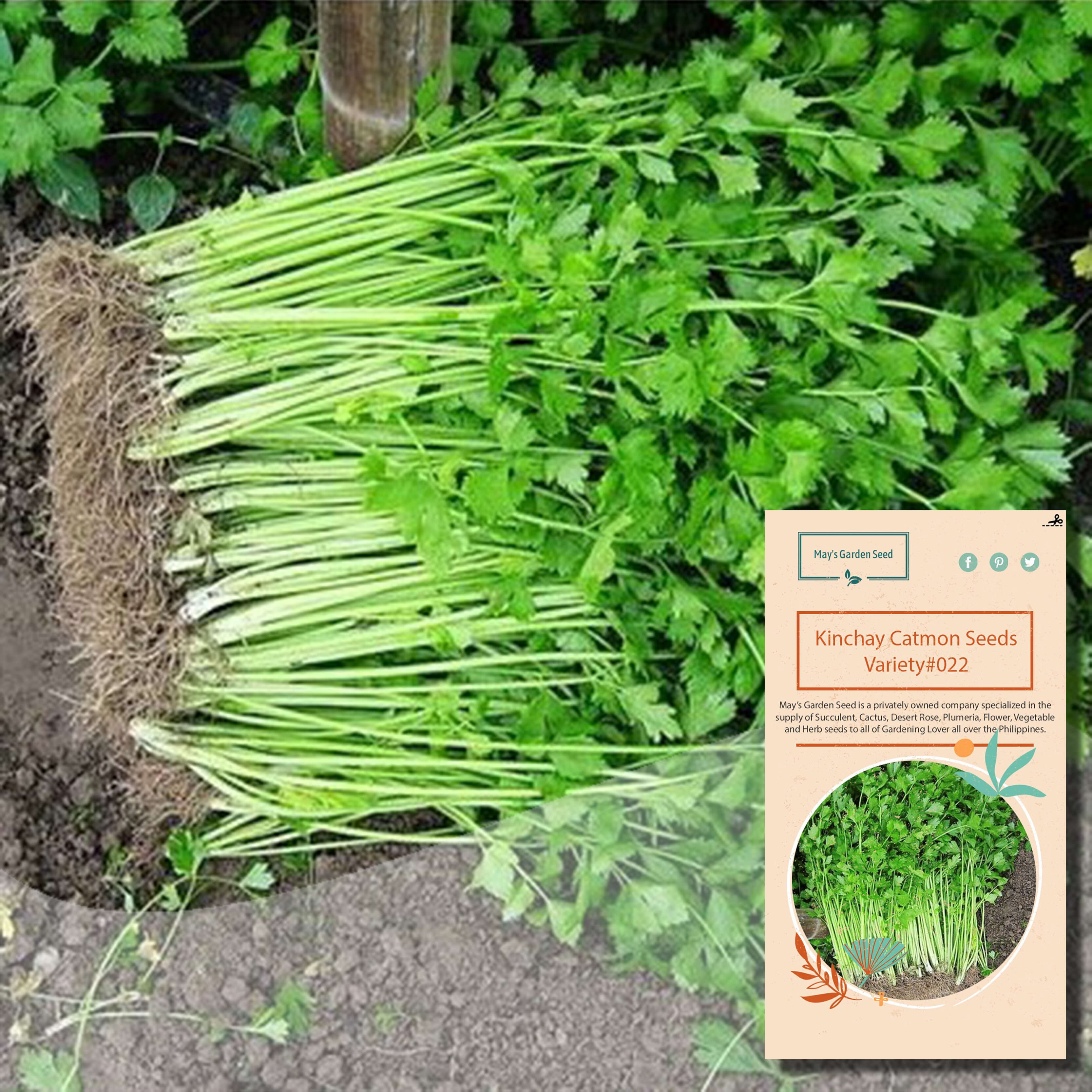 Kinchay Catmon Seeds, Vegetable Seeds#022 | Lazada PH