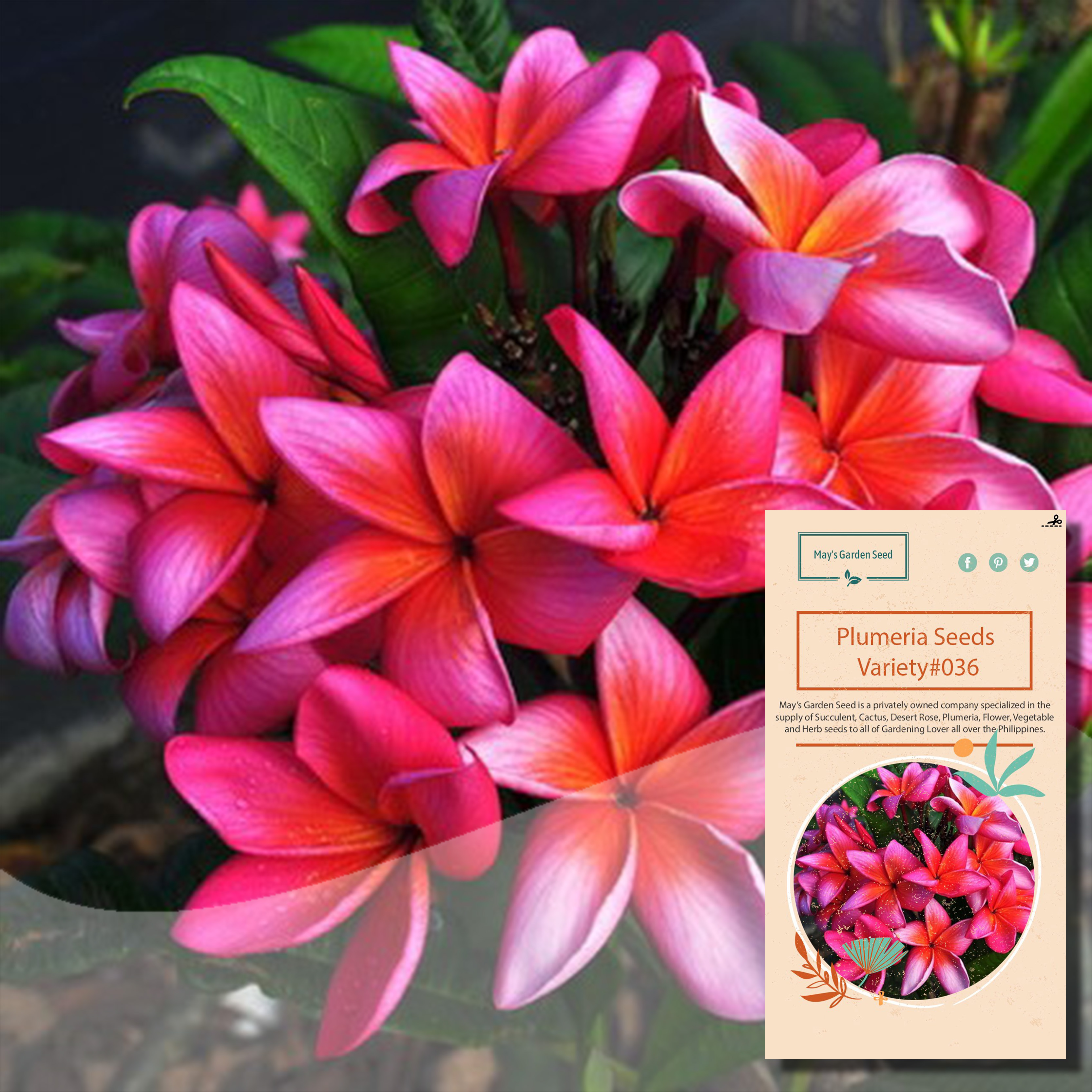 Rare Pink with Red-Orange Center Kalachuchi Seeds, Plumeria Seeds ...