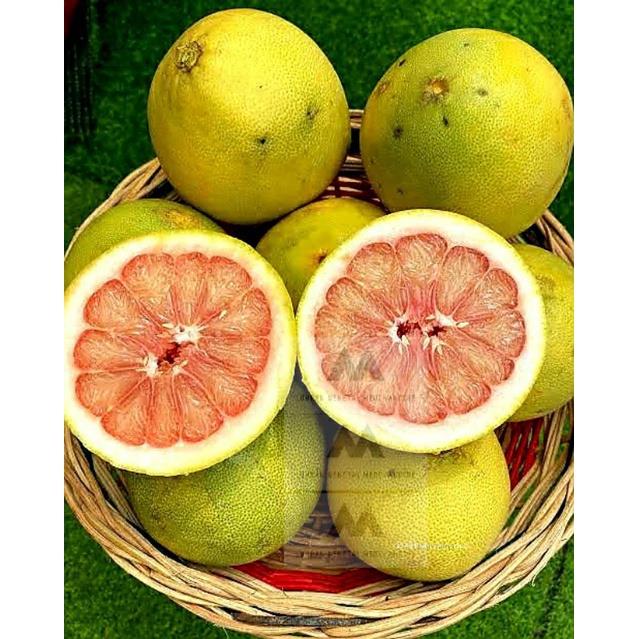[COD]heshoune19930717 GRAFTED Dwarf Pomelo/Suha Davao pink Variety ...