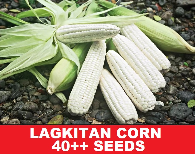*INTRODUCTORY SALE!!!* WAXY CORN LAGKITAN 40++ SEEDS (CONDOR) | Lazada PH