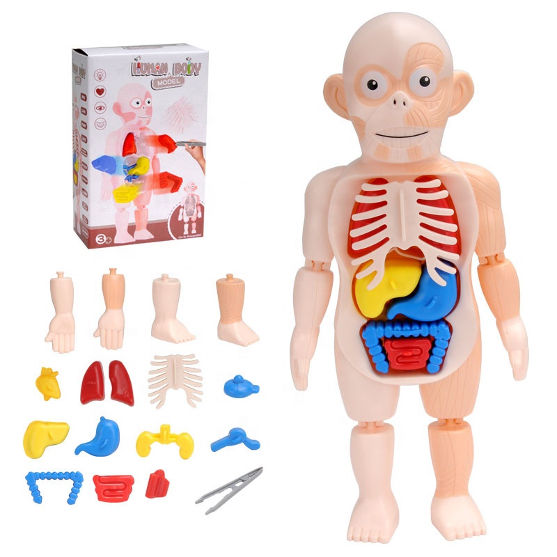 (Ready Stock) 3D Human Puzzle Body Anatomy Model Kids Educational ...