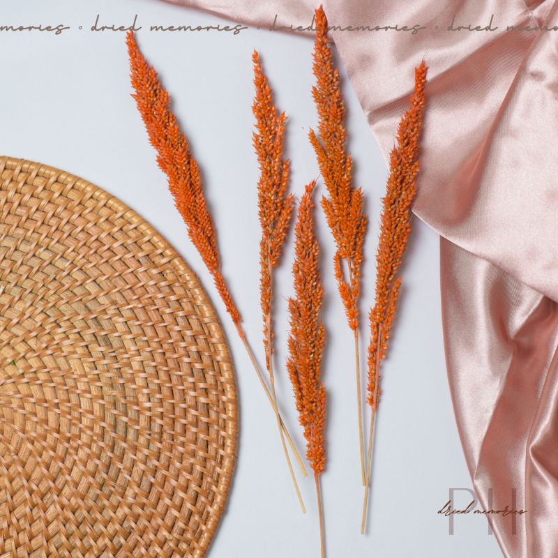 Dried Small Trigo (5 stems) Preserved Dried Hare Flower Dried Memories ...