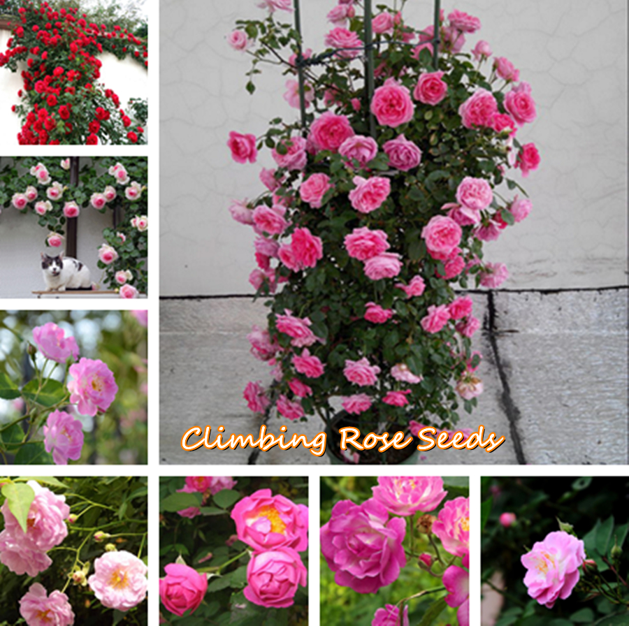 Ready Stock!Climbing Rose Seeds 100pcs High Quality Seeds Bonsai ...