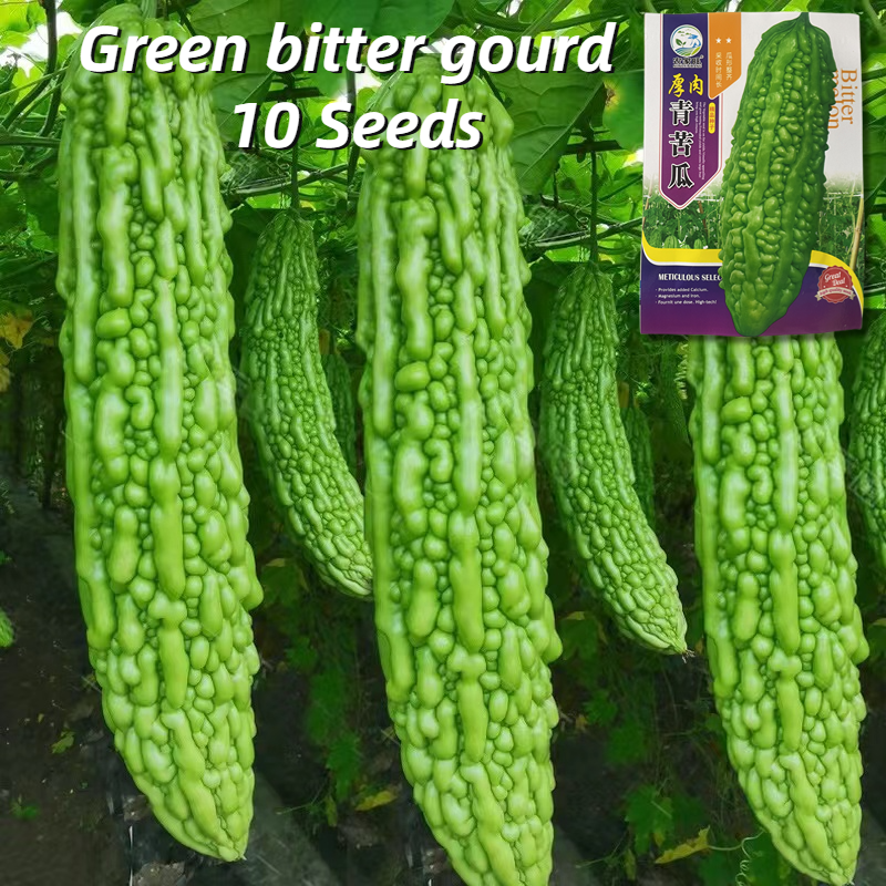 High Yield Green Bitter Gourd Seeds (10 Seed) Biji Benih Peria Hijau ...