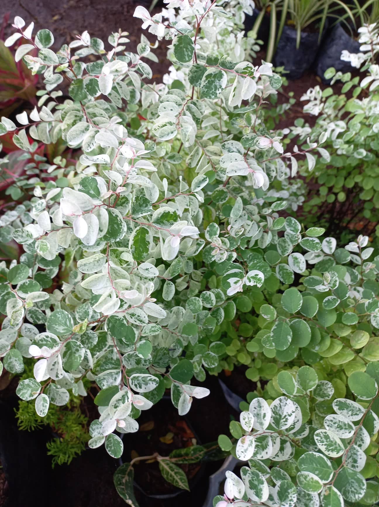 SNOWBUSH LIVE PLANT INDOOR OUTDOOR PLANT REAL OR LIVE PLANT LIVE PLANT ...