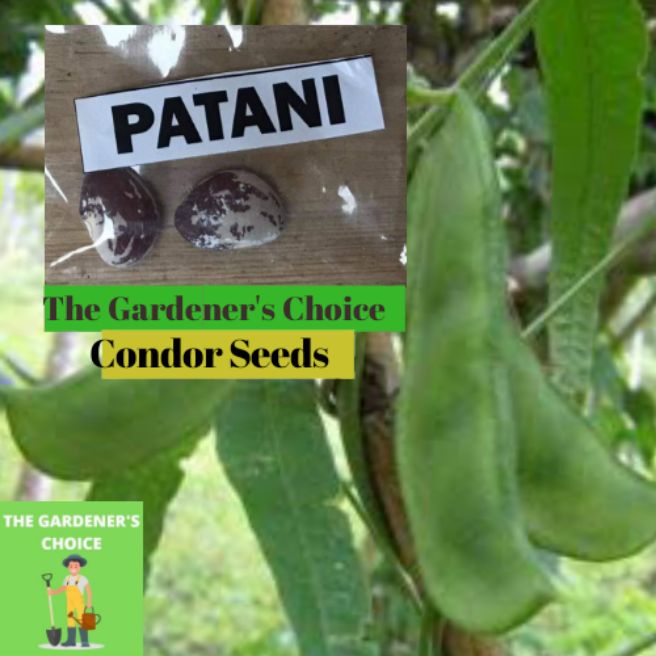 Patani Seeds/ Condor Seeds/ The Gardener's Choice | Lazada PH