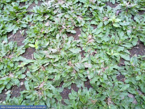 Frog Grass Live Plant (1 square foot) Best for Landscaping, Softscape ...