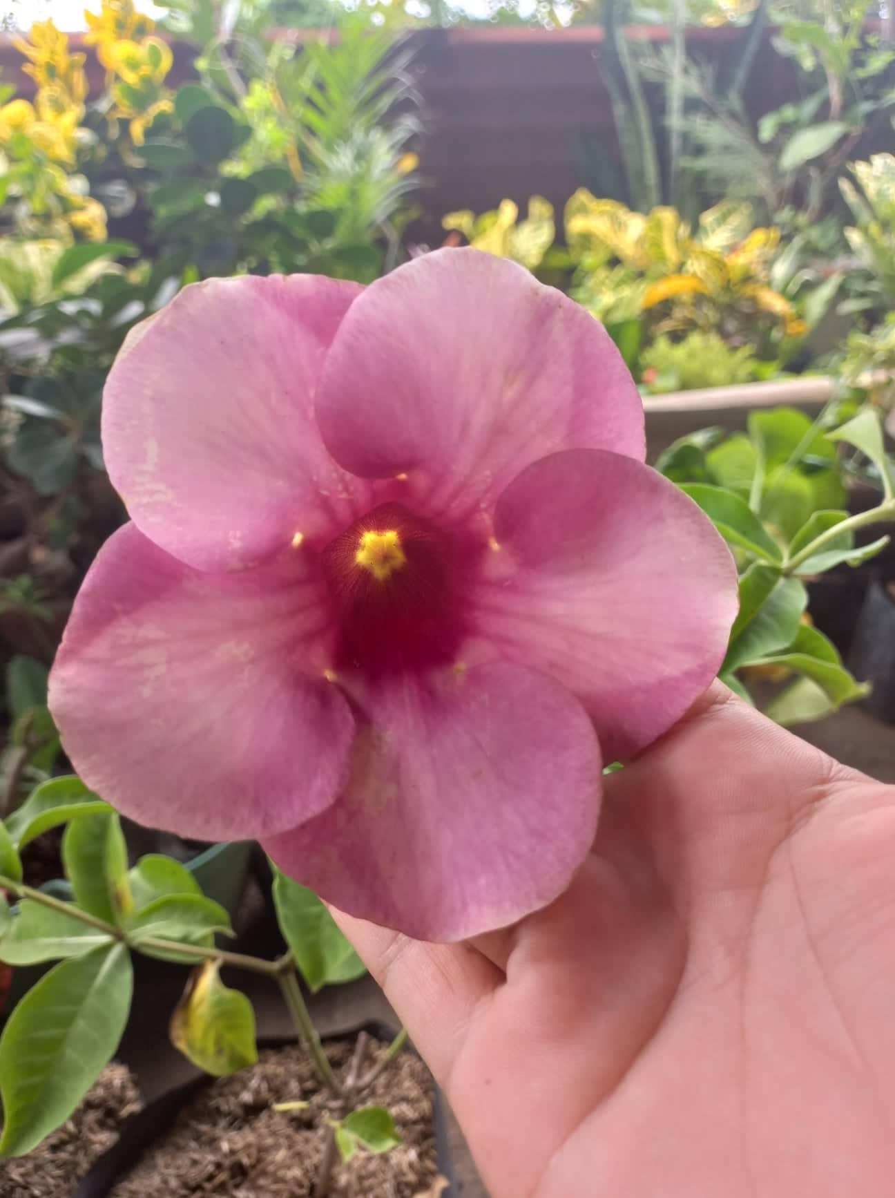 ALLAMANDA OR TRUMPET VINE PLANT LIVE PLANT OR REAL PLANT OUTDOOR PLANT ...