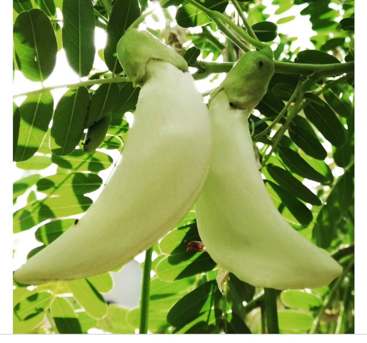 Actual Photo White Katuray Flower Seeds plus ''Free flower Seeds'' 5/10 ...