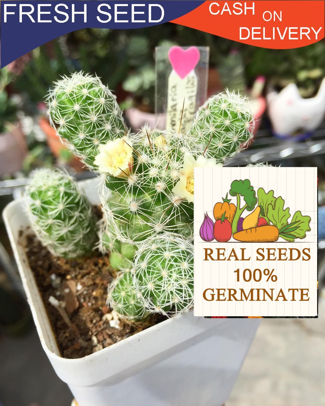 Cactus Seeds Thimble " 1 Gram Approximately Plant Seeds, "cactus seed ...