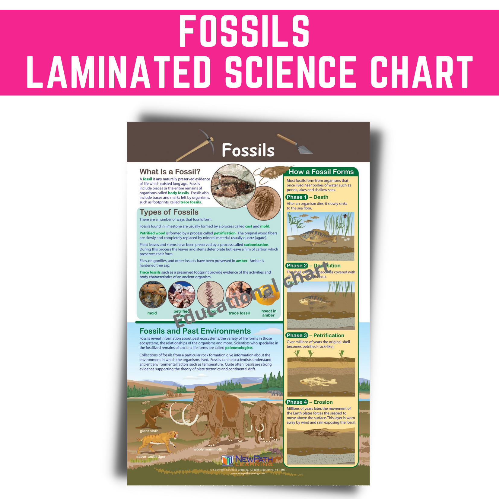 FOSSILS POSTERS CHARTS I ALL ABOUT SCIENCE CHARTS, A4 Size Laminated ...