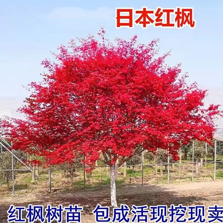 Japanese red maple sapling red maple seedling red dance girl Chinese ...